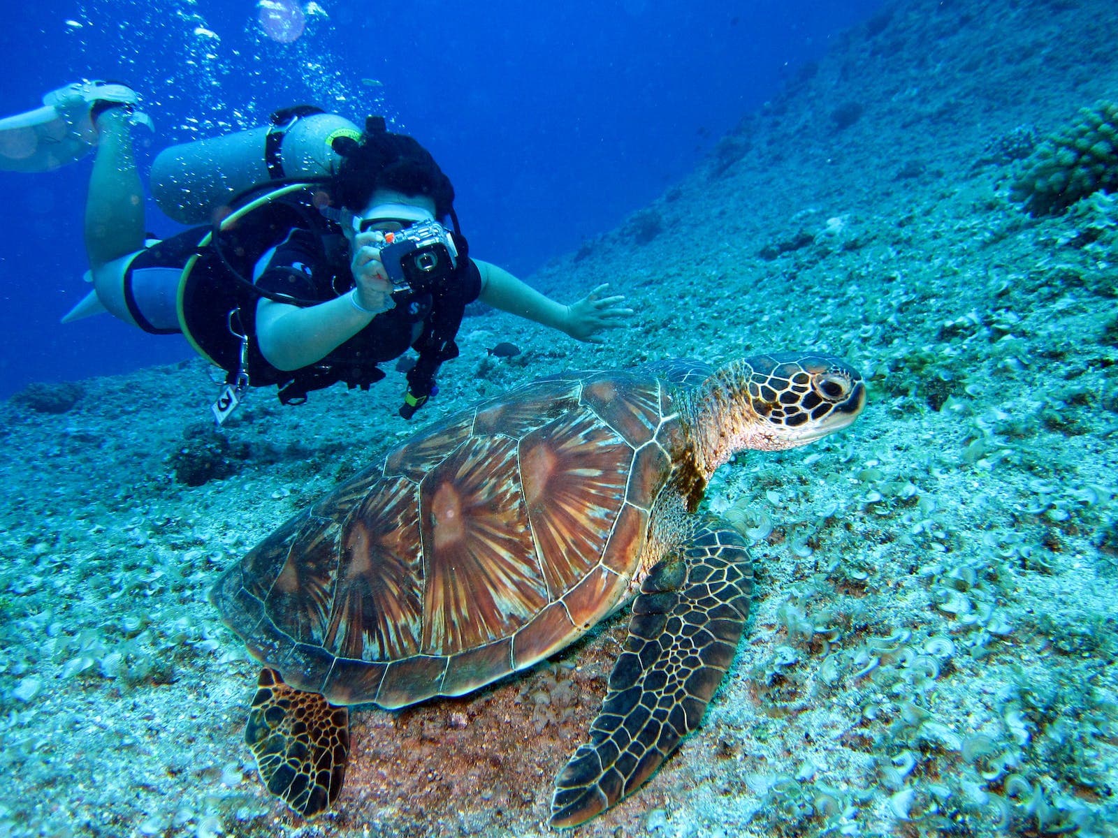 Sea Turtle Conservation India | Protect Sea Turtles & Marine Life